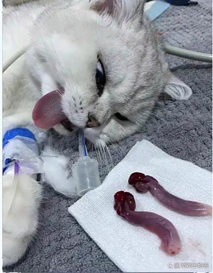 猫咪绝育后怎么照顾游戏截图