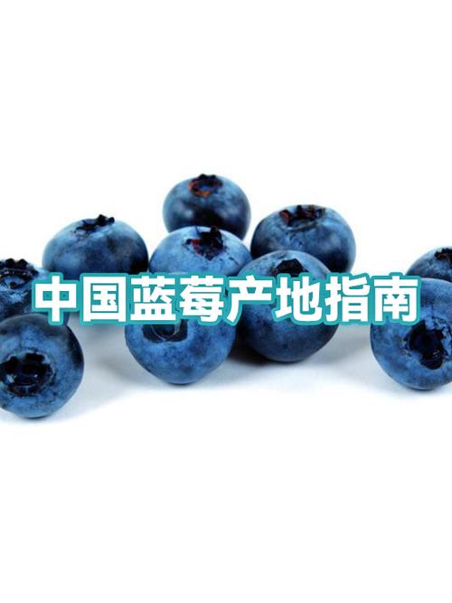 蓝莓最好的产地在哪
