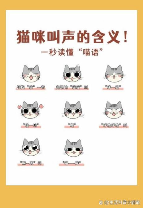 猫对主人喵喵叫想表达什么图标