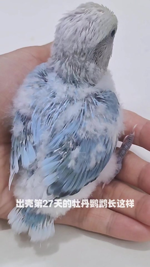 鹦鹉放出去还能回来吗图标