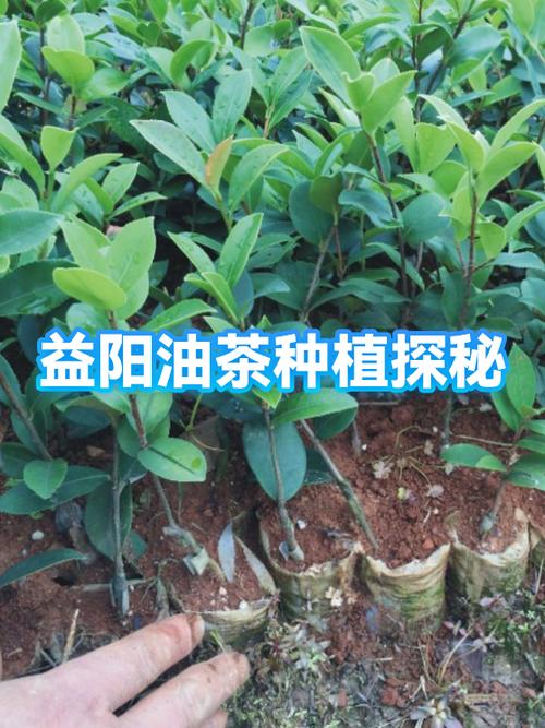 种一亩山茶树利润多少图标