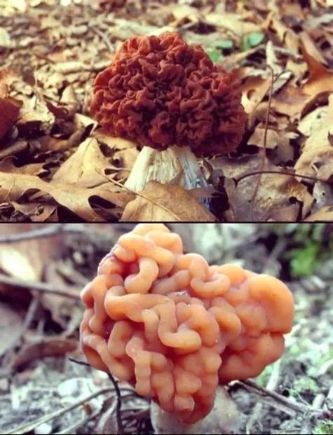 常见的菌菇缩略图