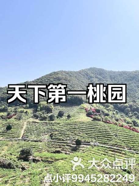 最强桃园