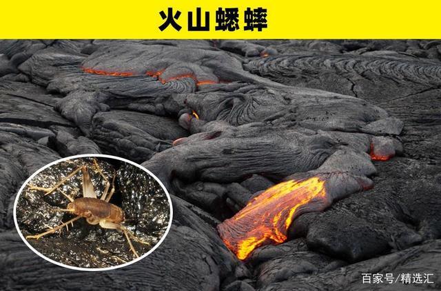 火山生物图标