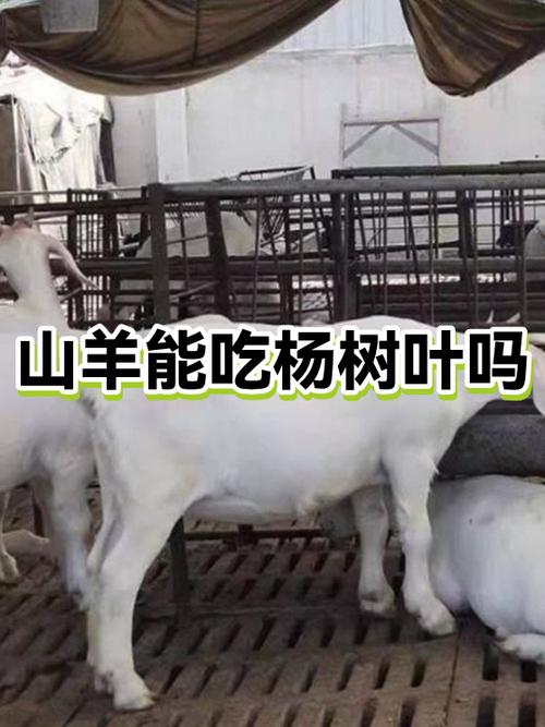 养羊八禁忌图标