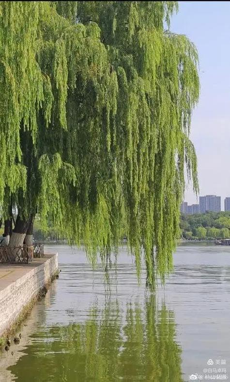 杨柳风月网