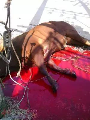 杀牛一刀没杀死牛跑了图标