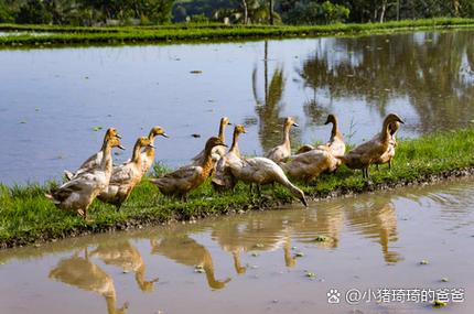养鸭子风水禁忌图标