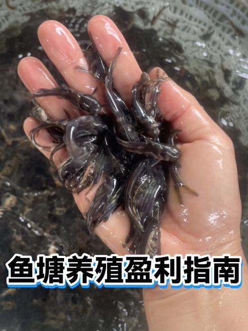 经营鱼塘哪种方案最赚钱图标