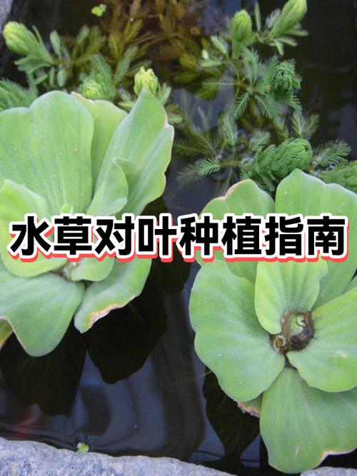 水草如何种植图标