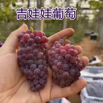 吉娃娃葡萄图标