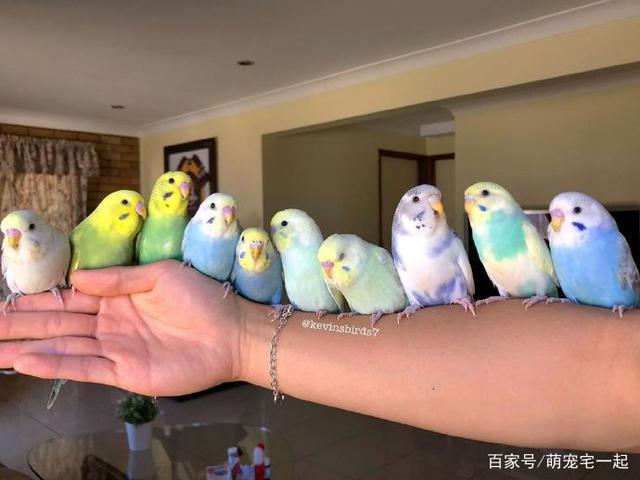 老虎的皮肤是什么颜色图标