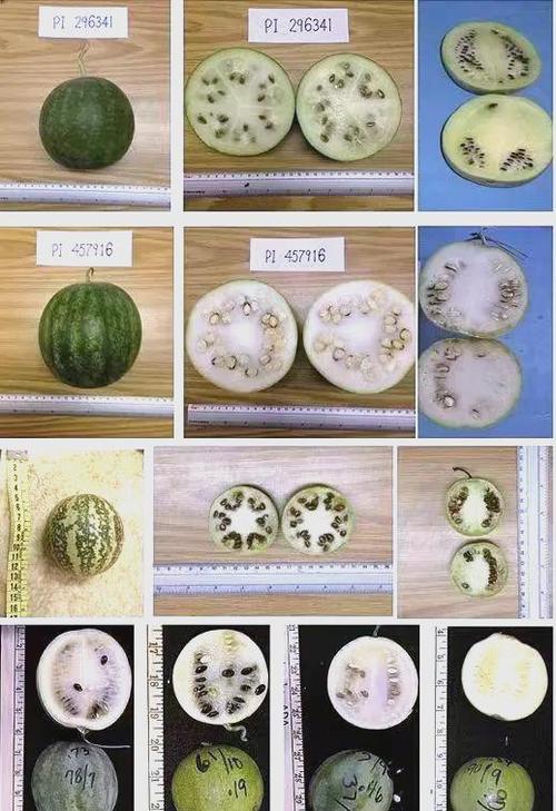 西瓜的起源和历史图标