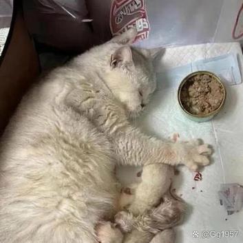 捡了只流浪猫回家截图