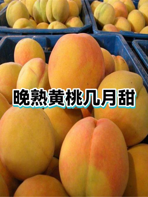 几月份的黄桃最好吃截图