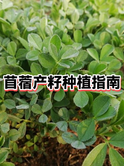 苜蓿草的种子价格图标