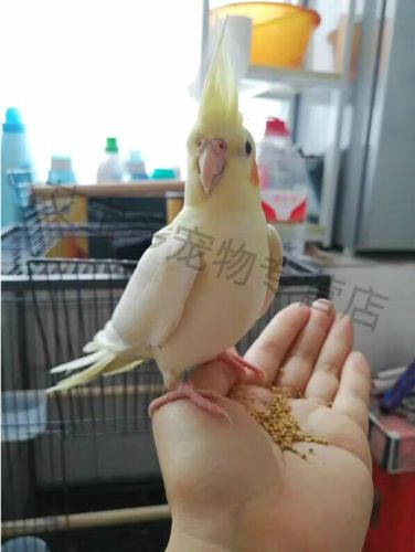 黄化鸟会说话吗图标