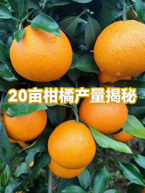 一亩橘子年收入多少钱图标