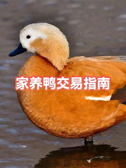 全民养鸭赚钱APp下载图标