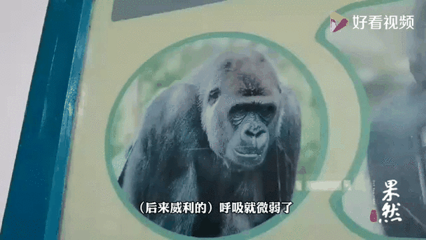黑猩猩寿命一般多少年截图