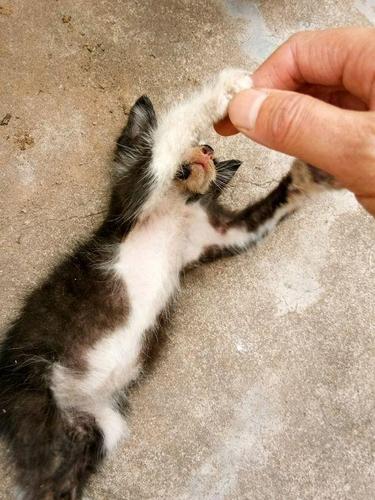 捡回来的小奶猫又扔了图标