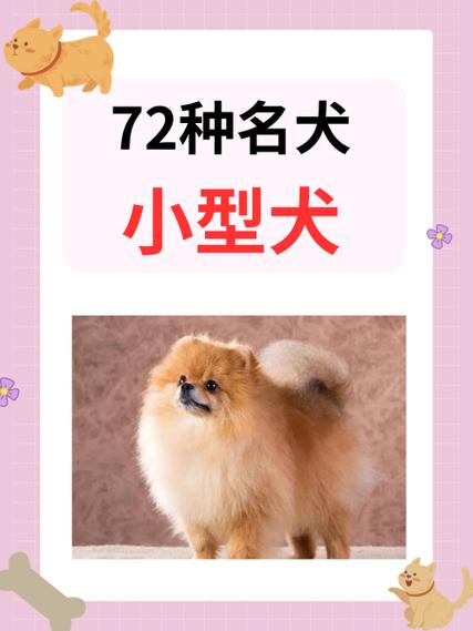 聪明狗排名前十图标