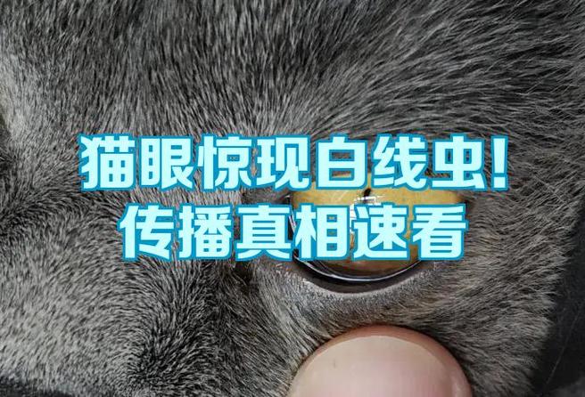 猫眼抢票图标