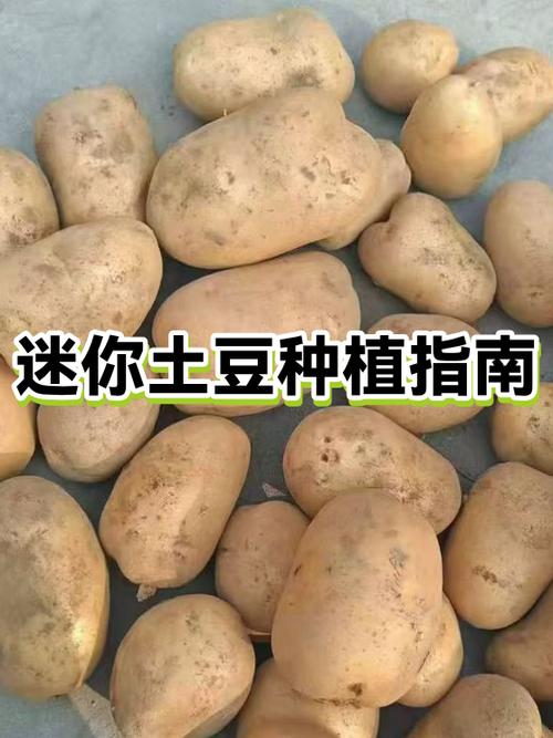 迷你世界土豆怎么获得种子图标