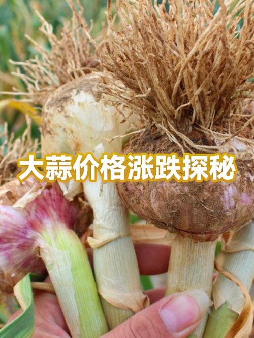 蒜通天下今日大蒜价格图标