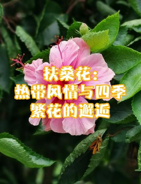 四季繁花的意思截图