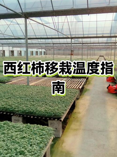 番茄移栽后的温度管理