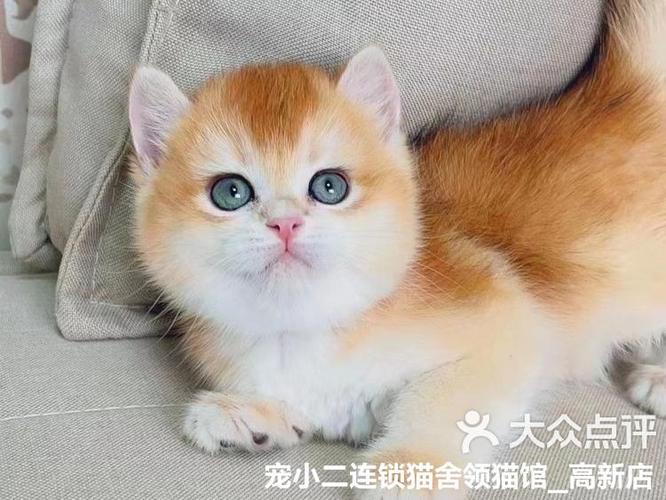 进口猫图标