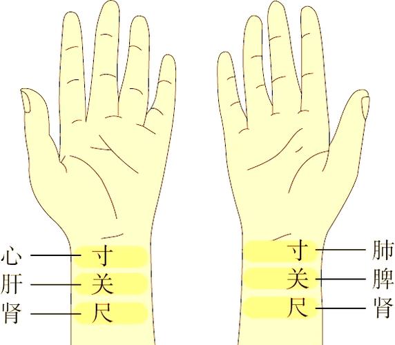 二十八脉诊口诀图标