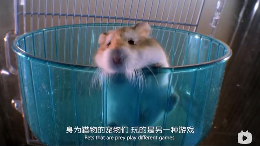 激情仓鼠情电影图标
