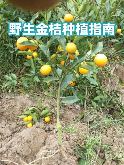 野生金桔的作用