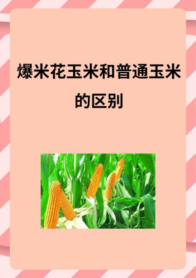 爆米花的玉米跟普通玉米一样吗图标