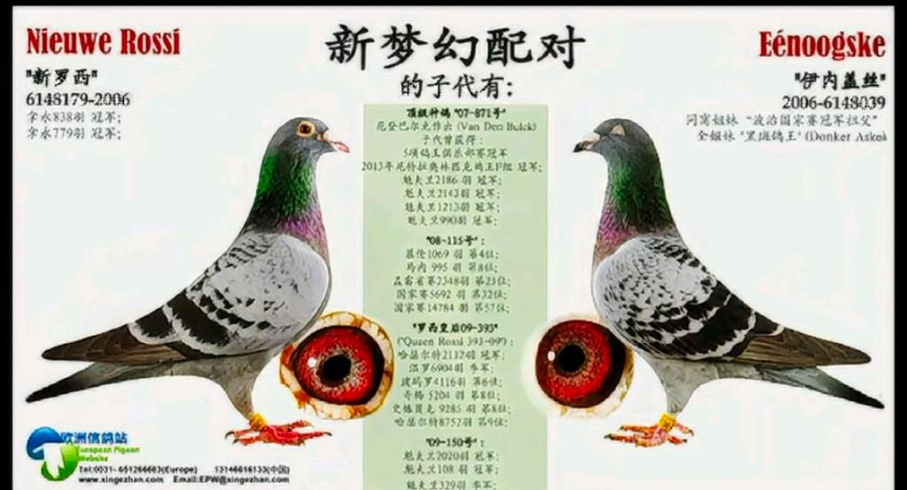 如何让鸽子快速配对截图
