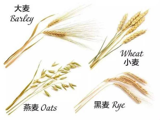 大麦的俗称叫什么截图