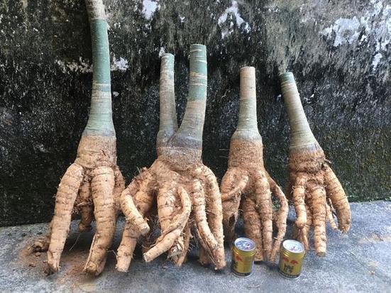 发财树木桩怎样发根图标