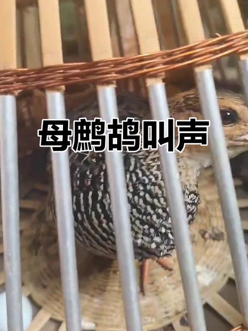 鹧鸪母鸟叫声大全图标
