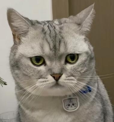 猫头奢侈品牌图标