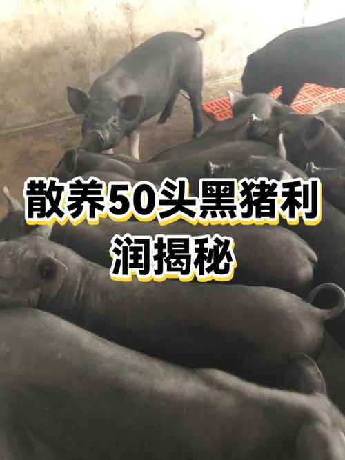 散养黑猪能赚到钱吗截图