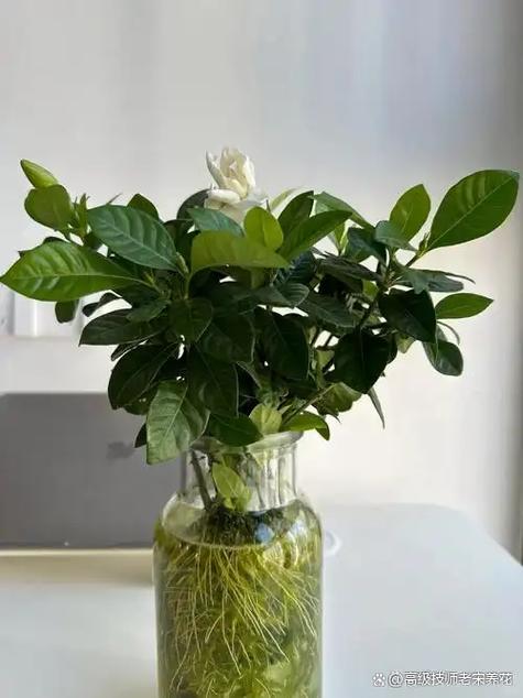 水培植物有哪些室内最好养图标
