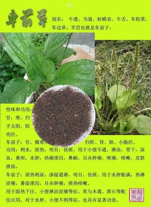 12000种中草药大全pdf图标