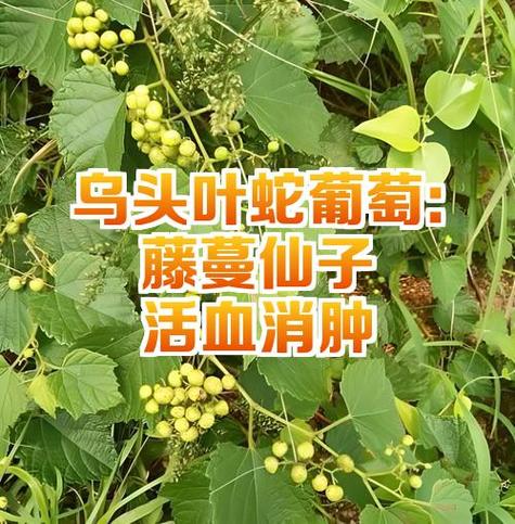 葡萄可以消肿吗图标