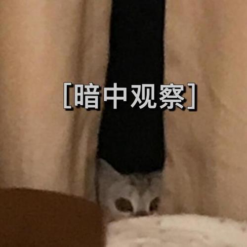 支付宝好友,暗中观察表情包什么意思图标