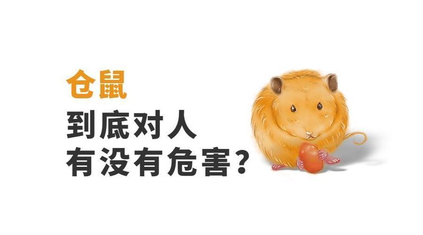 仓鼠对人体有多大的危害?图标