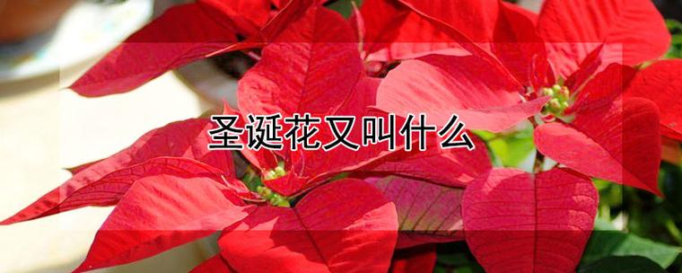 圣诞花有几种图标