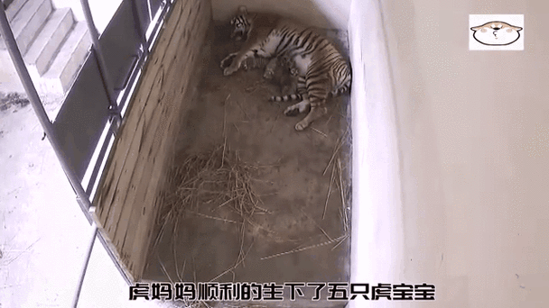 生虎宝宝哪年怀孕图标
