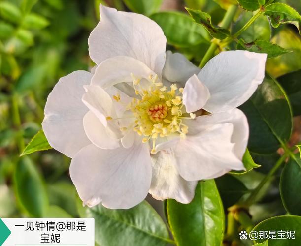 伏老二flower图标